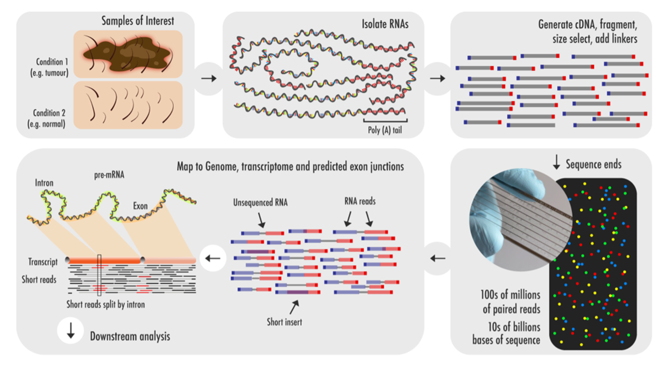 2025 Bioinformatics Workshop - Day 1
