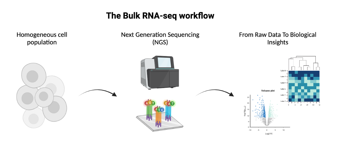 2025 Bioinformatics Workshop - Introduction