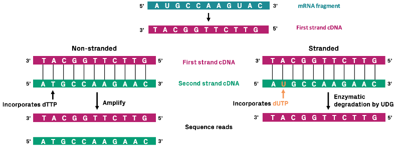 2025 Bioinformatics Workshop - Day 1
